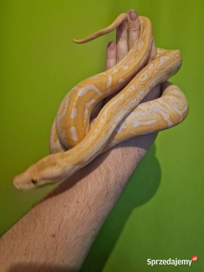 Pyton birmański, pyton tygrysi samica Wrocław - Sprzedajemy.pl