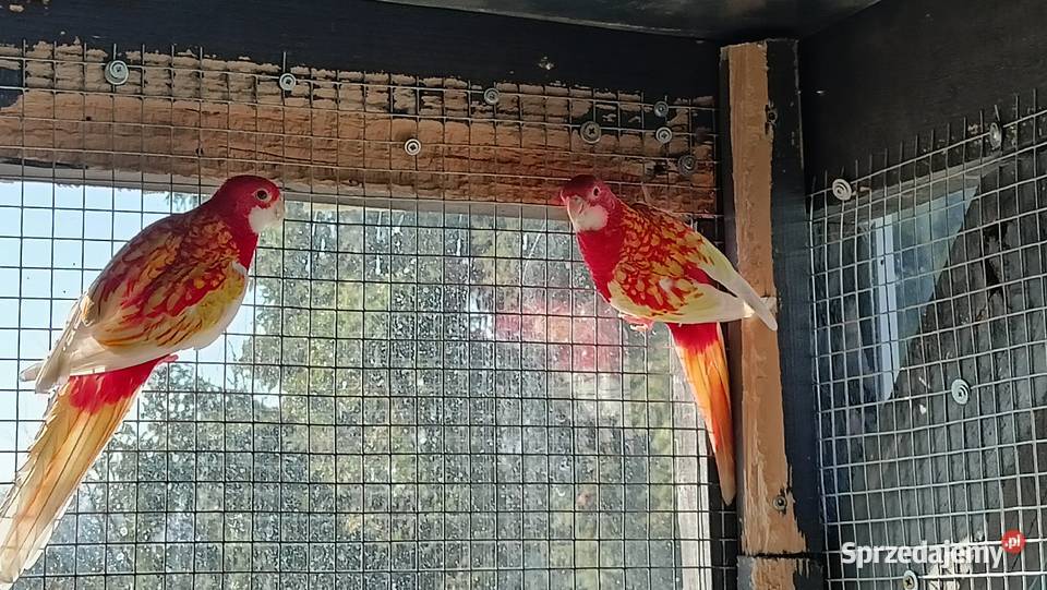 Papuga rozella rubino białolica Wieliczka - Sprzedajemy.pl