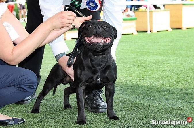 Staffordshire Bull Terrier, Staffik, Stafik. Białystok - Sprzedajemy.pl