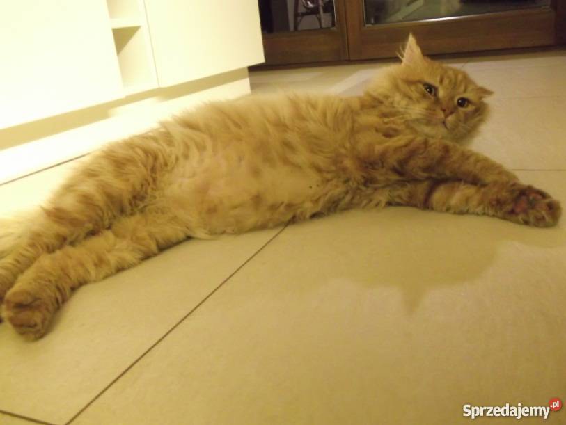 Kot Menel poszukuje świadomego opiekuna Łódź - Sprzedajemy.pl