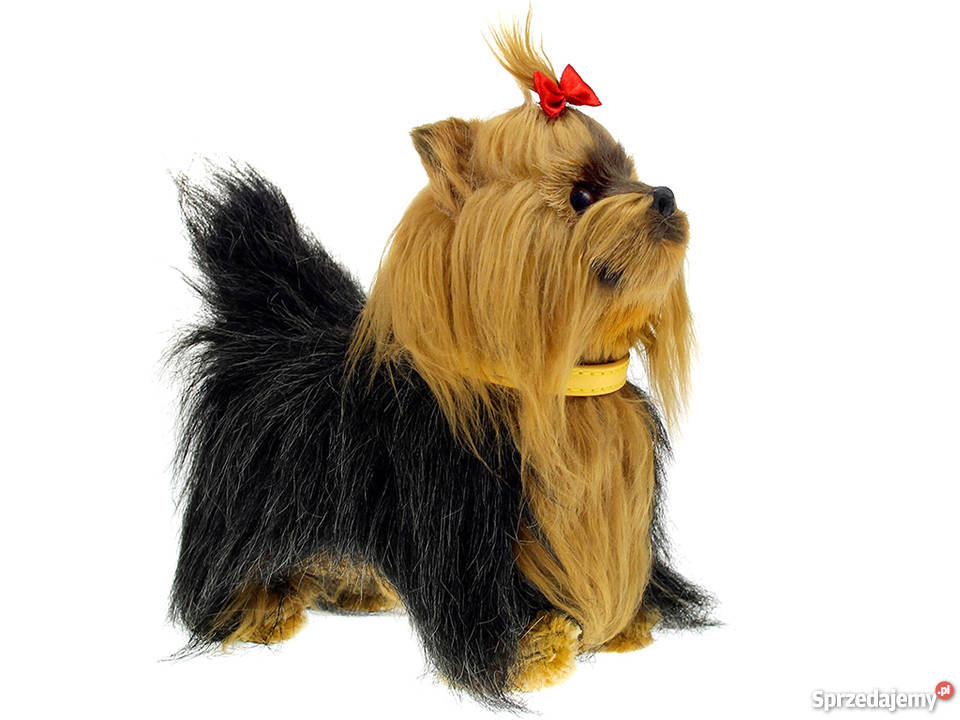 INTERAKTYWNY PIESEK YORK Reaguje na Ruch Chodzi NOWOŚĆ !!! Buczek ...