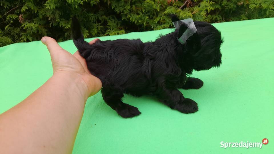 Czarny jork Black york mini Rzeszów - Sprzedajemy.pl