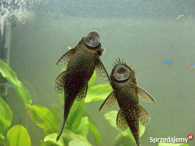 Zbrojniki Niebieskie - Glonojady Ostrowiec Świętokrzyski - Sprzedajemy.pl