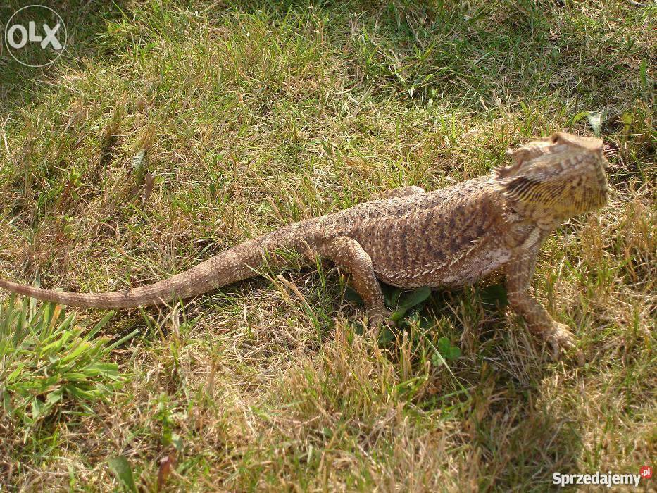 agama brodata wraz z terrarium i wyposażeniem Kraków - Sprzedajemy.pl