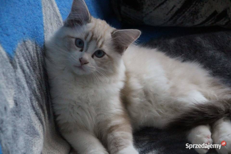 Piękne Koty Rasy Ragdoll z Rodowodem FPL Kocie Gwiazdy*PL Wrocław ...