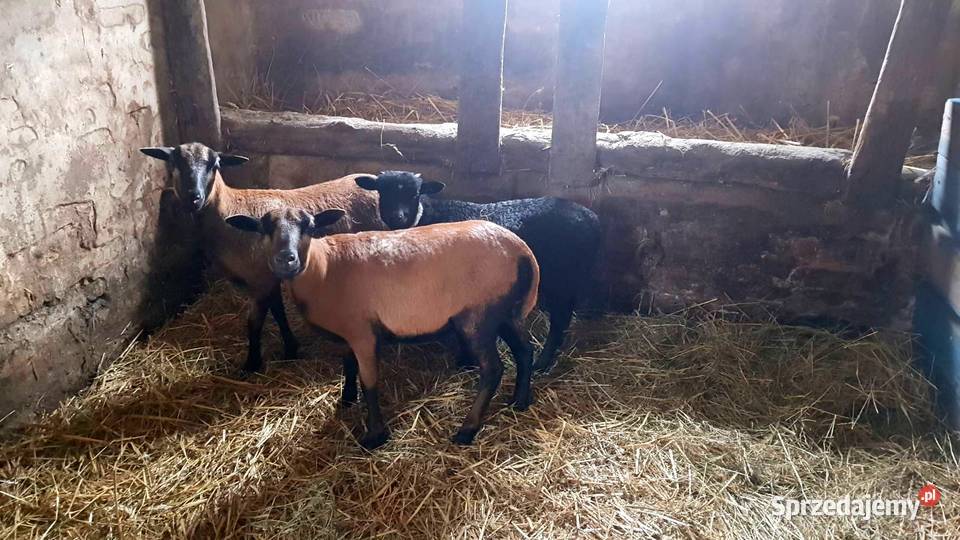Owce kameruńskie Biadki - Sprzedajemy.pl
