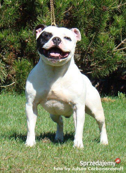 Staffordshire Bull Terrier, Staffik, Stafik - Sprzedajemy.pl