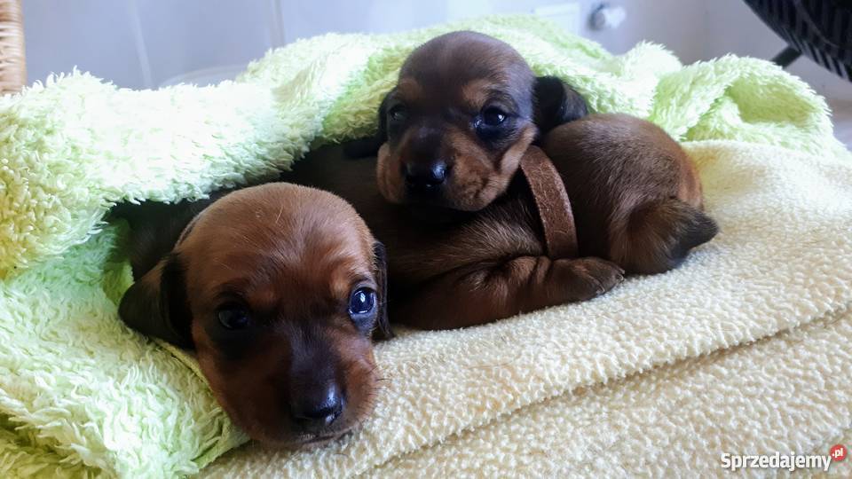 Jamnik jamniki krótkowłose miniatura Bielsko-Biała - Sprzedajemy.pl