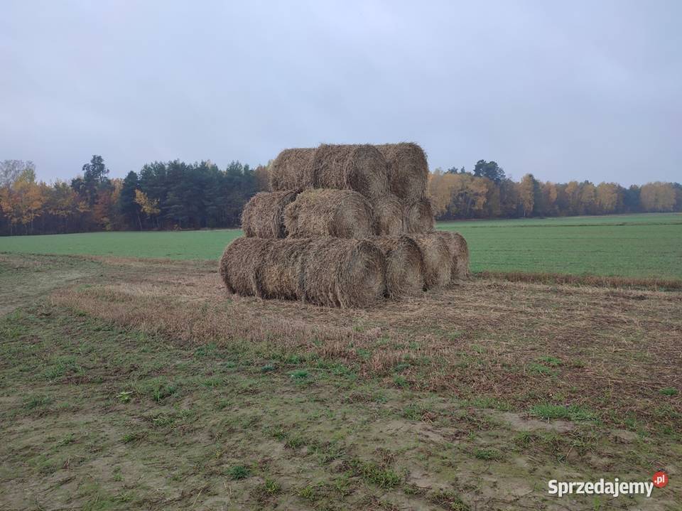 Słoma w belach 120 z 2022 Zamienię Radzyń Podlaski - Sprzedajemy.pl