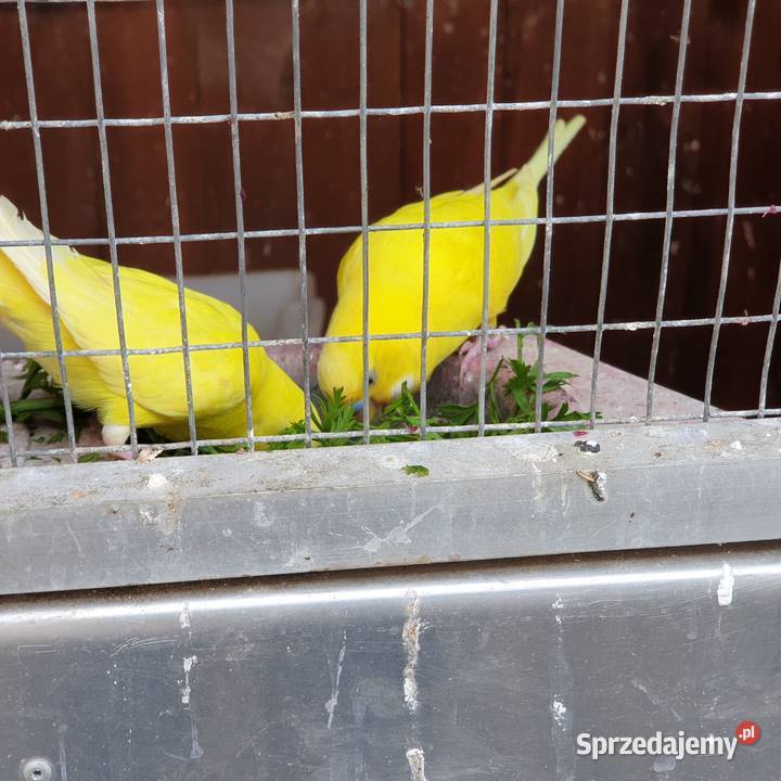 Papugi faliste Wrocław - Sprzedajemy.pl