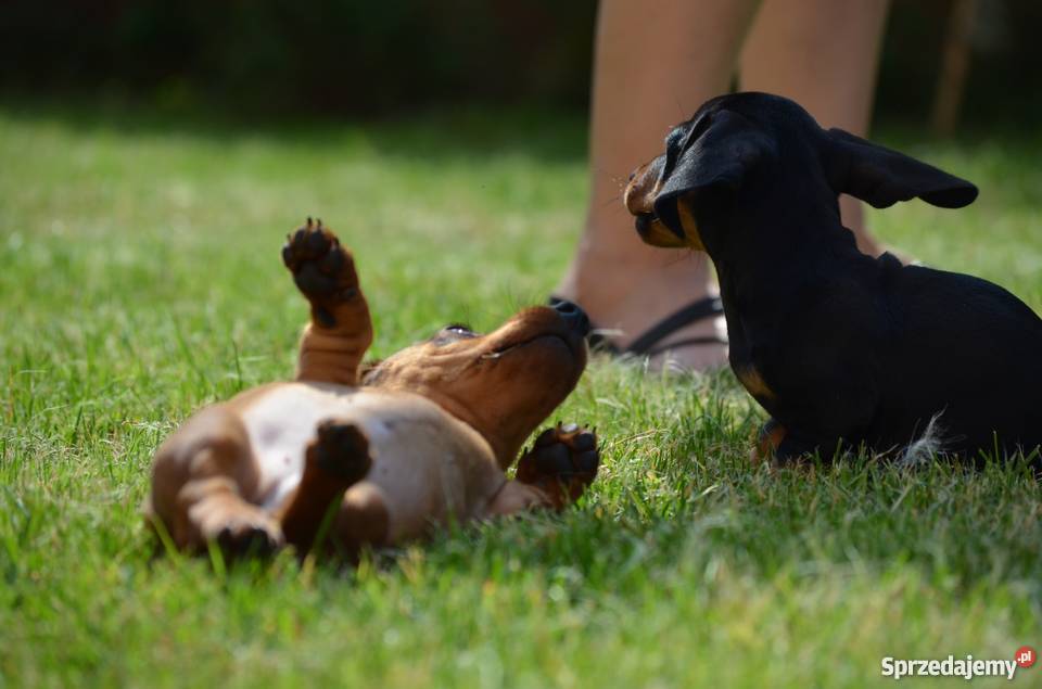 Jamnik jamniki miniaturowe czarne podpalane rude FCI Nowy Konik - Sprzedajemy.pl