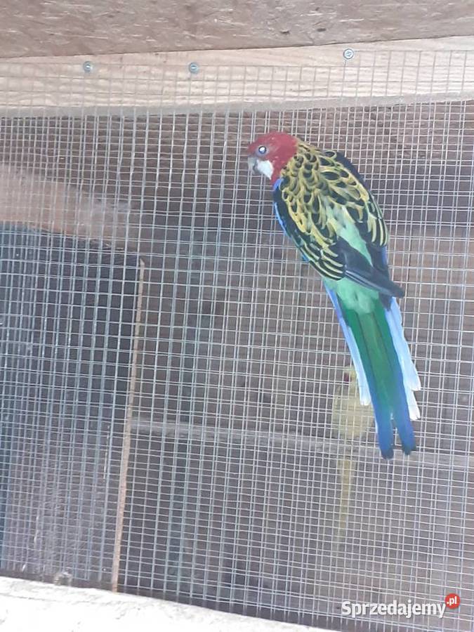 Papuga rozella bialolica samiec z 2019 Osieck - Sprzedajemy.pl