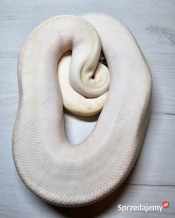 Pyton królewski python regius samiec dorosły Wrocław - Sprzedajemy.pl