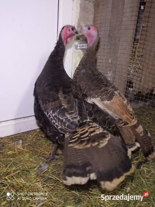 Indyki indyczki indor wysyłam Zamość - Sprzedajemy.pl