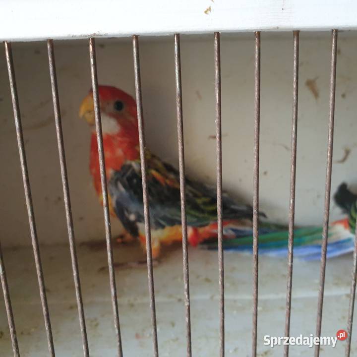 Rozella białolica Wrocław - Sprzedajemy.pl