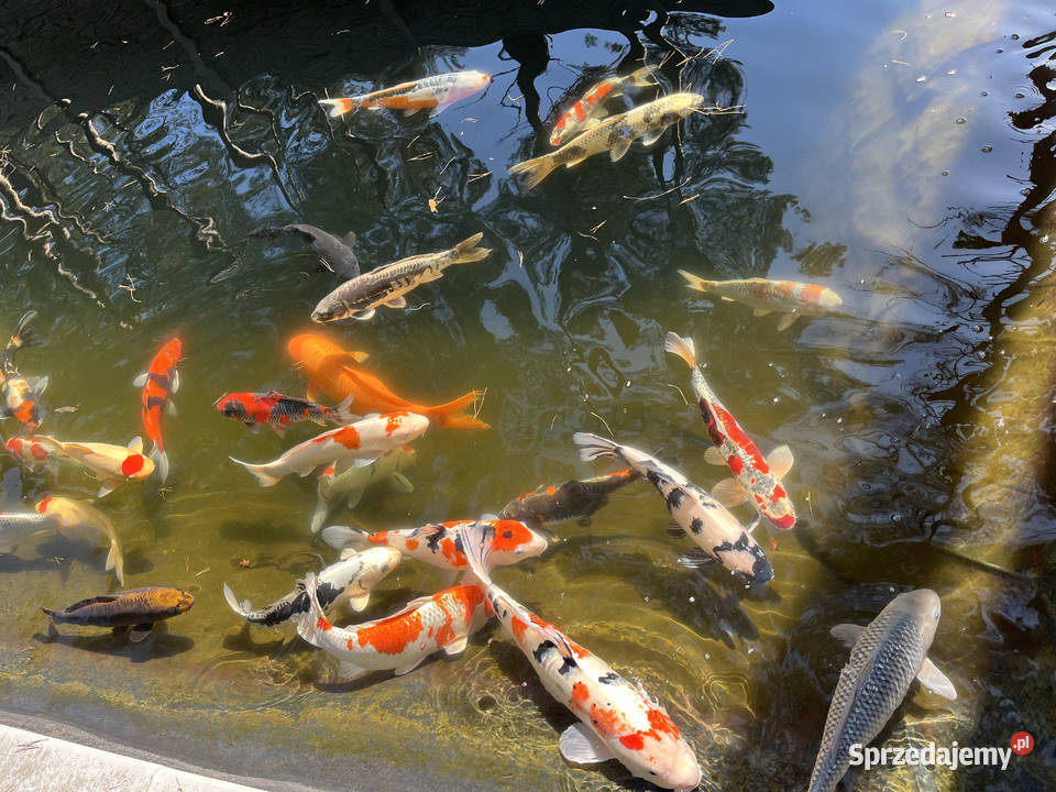 Oryginalne Karpie Koi Warszawa - Sprzedajemy.pl
