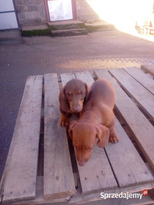 Sprzedam pieski jamniki Kraków - Sprzedajemy.pl