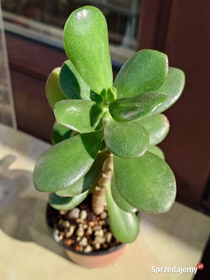 Drzewko szczęścia grubosz Crassula ovata wytrzymała roślina Warszawa ...