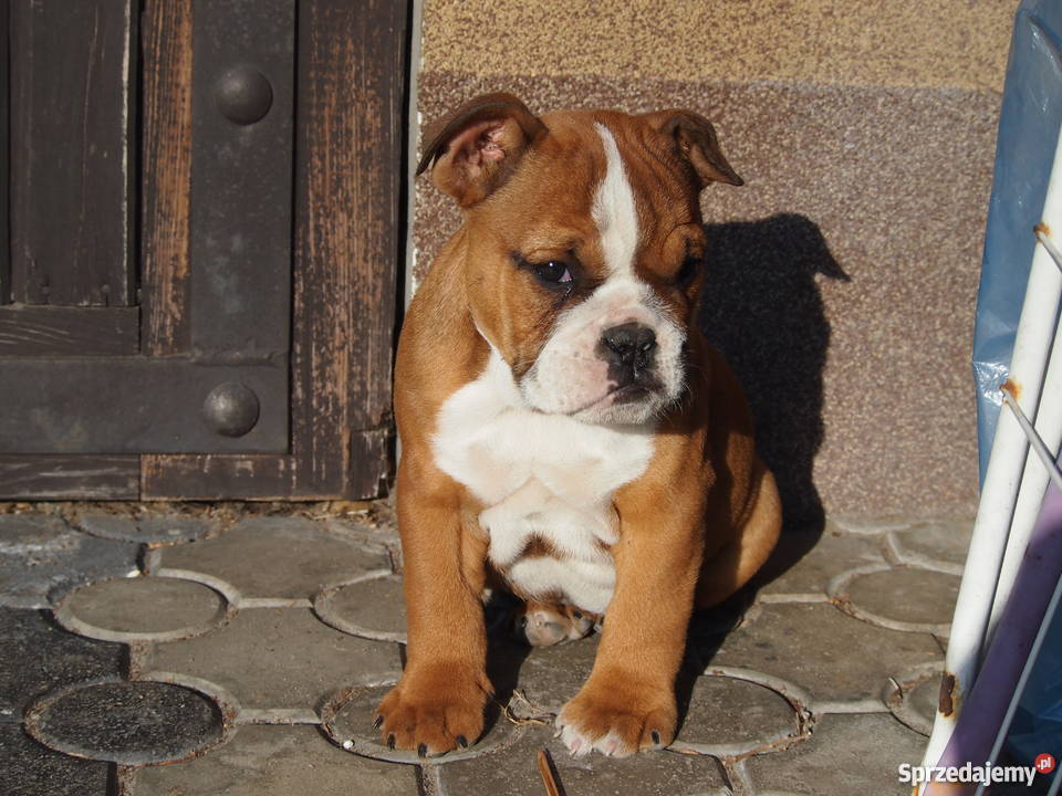 Buldog Angielski Skierniewice - Sprzedajemy.pl