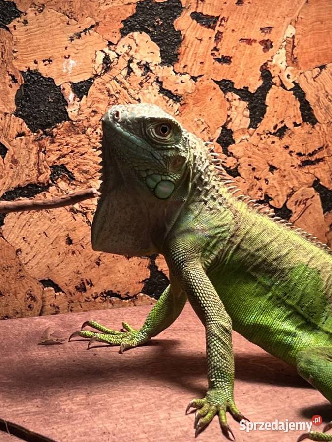 Legwan zielony Radom - Sprzedajemy.pl