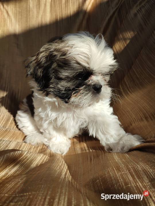 SHIH TZU silver Wieluń - Sprzedajemy.pl