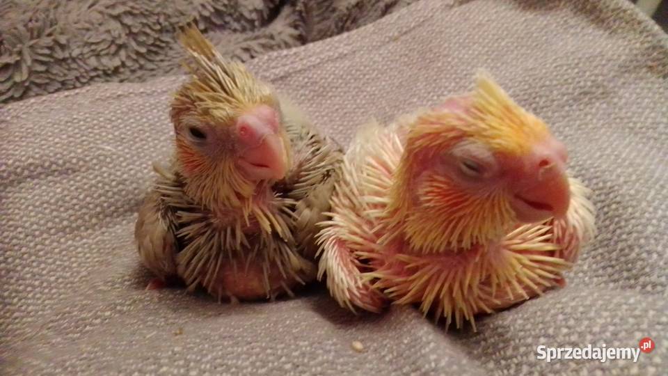 Oswojona papuga nimfa 100 zł Kraków - Sprzedajemy.pl