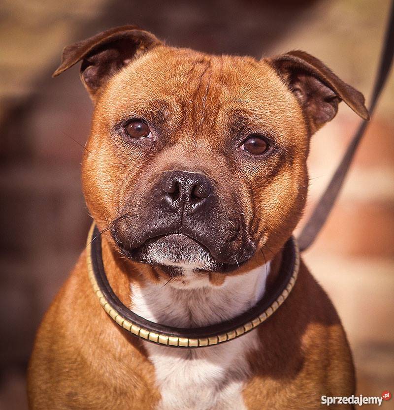 Staffordshire bull terrier - staffik, stafik Maków Mazowiecki ...