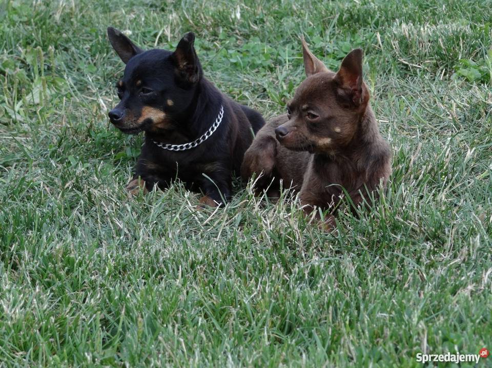 Ratlerek Ratlerki Szczeniaki z rodowodem - Pinczer miniaturo Koluszki ...