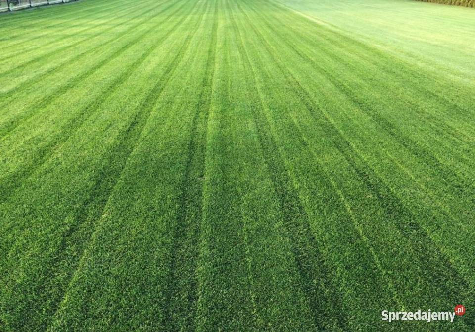 Zakladanie trawnika siew trawy mikrokoniczyny PRZYTOCZNO - Sprzedajemy.pl