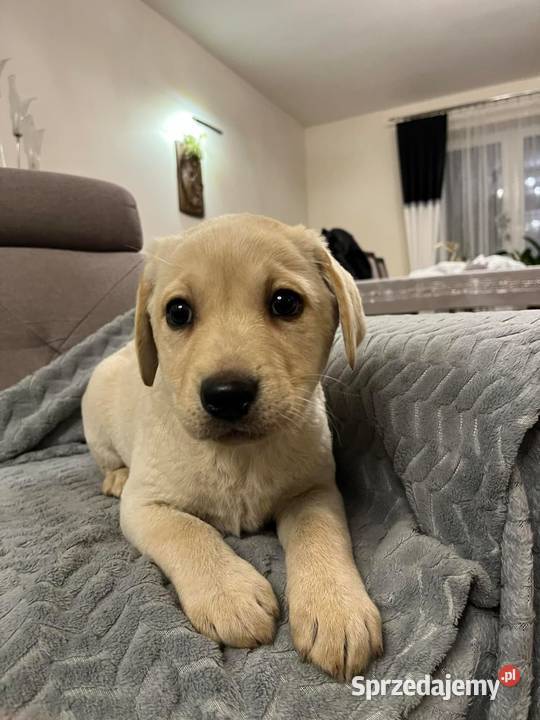 Labrador Retriver 4 suczki i 2 psy Nowe Grabie - Sprzedajemy.pl