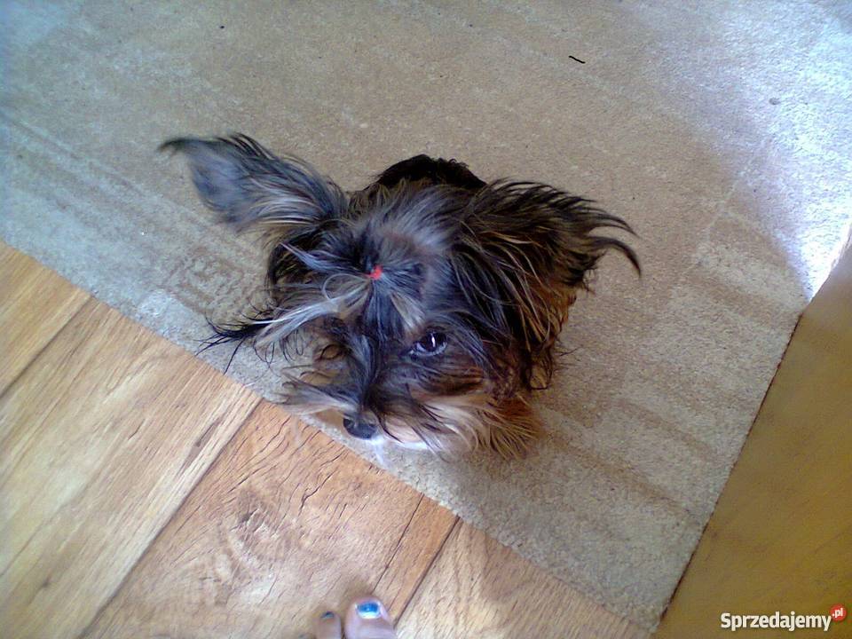 Suczka yorkshire-terrier miniaturka 7 miesięczna z komplete Poznań ...