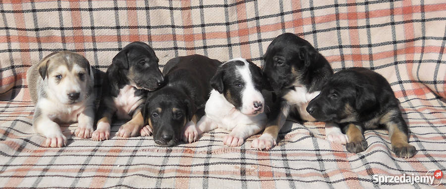 Chart polski - szczenięta z rodowodem FCI - Sprzedajemy.pl