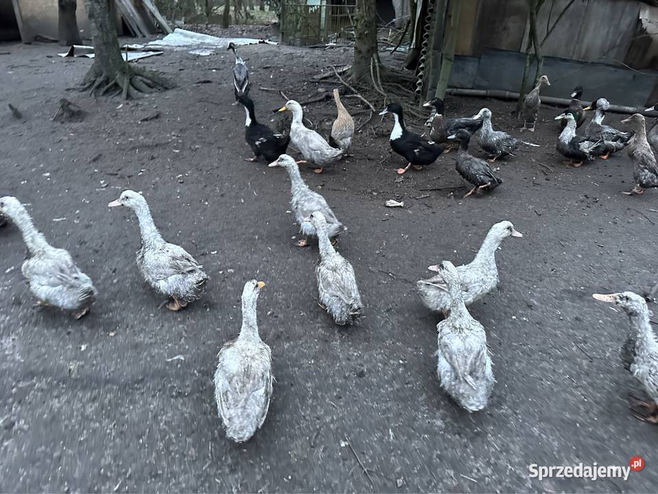 Kaczki biegusy staropolskie mulardy Zielona Góra - Sprzedajemy.pl