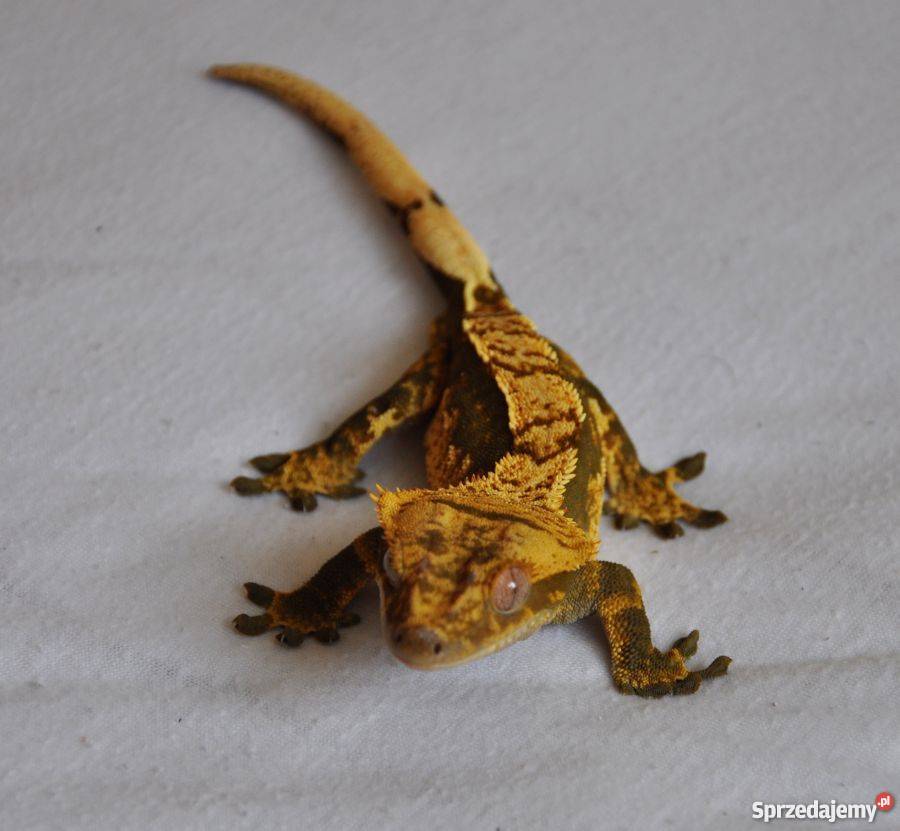 Gekon orzęsiony Warszawa - Sprzedajemy.pl
