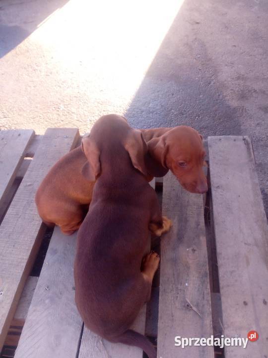 Sprzedam pieski jamniki Kraków - Sprzedajemy.pl