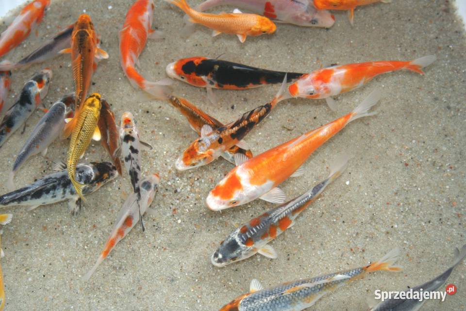 JESIOTR Syberyjski i ryby też ozdobne kolorowe do zarybienia oczek i ...