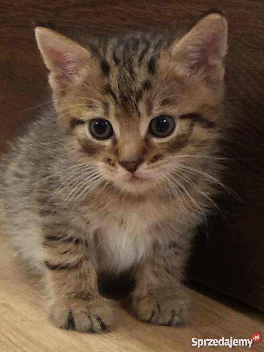 Małe koty Milówka - Sprzedajemy.pl