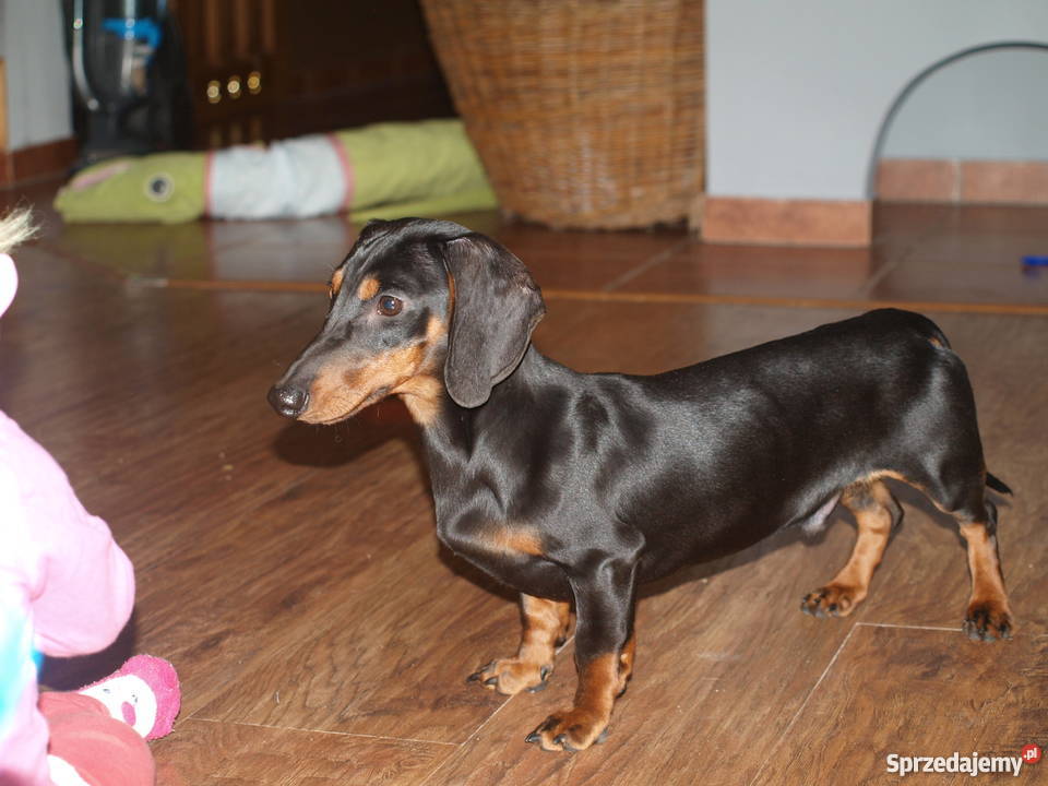 Jamnik jamniki krótkowłose miniaturka Nowy Konik - Sprzedajemy.pl