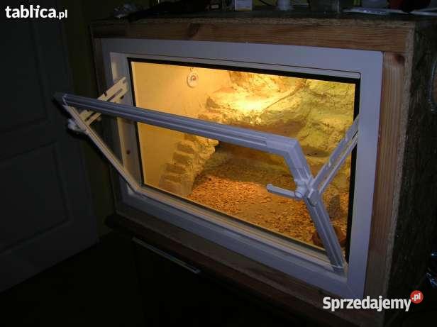 TERRARIUM+agama brodata - Sprzedajemy.pl