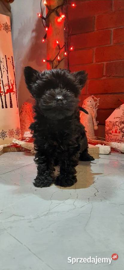 Mini york czarny Bukowno - Sprzedajemy.pl