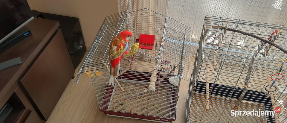 Papuga Rozella białolica oswojona Gdańsk - Sprzedajemy.pl