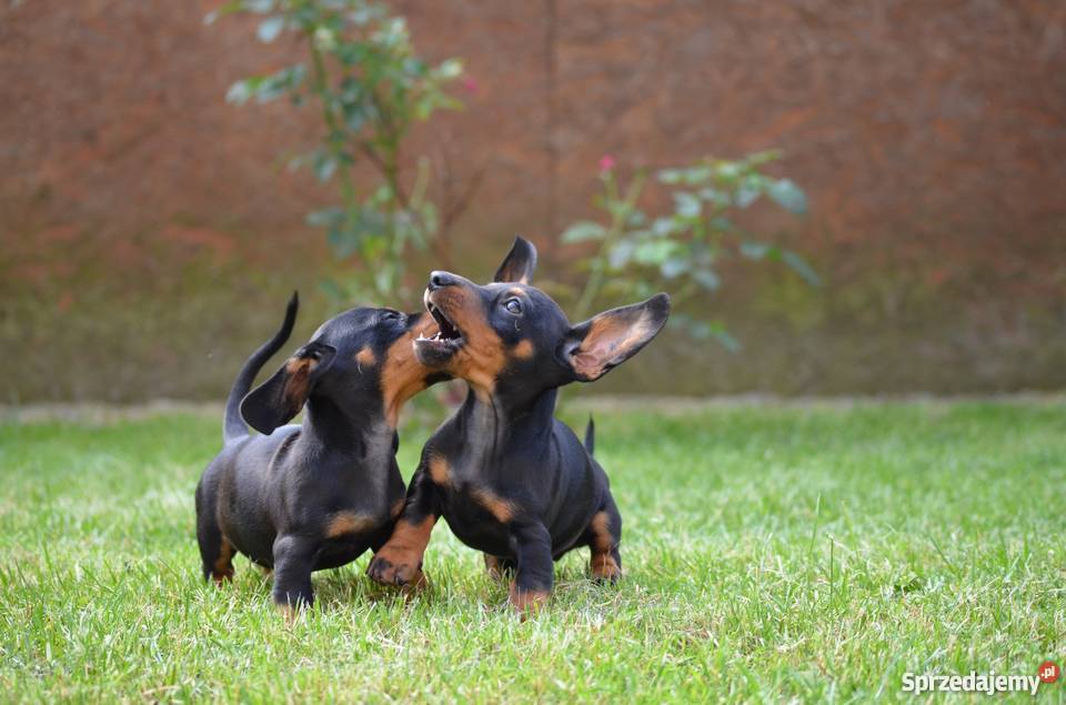 Jamnik jamniki miniaturowe rude czarne podpalane FCI Nowy Konik - Sprzedajemy.pl