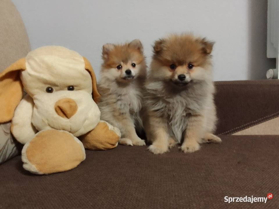 Szpic miniaturowy Pomeranian Żyrardów - Sprzedajemy.pl