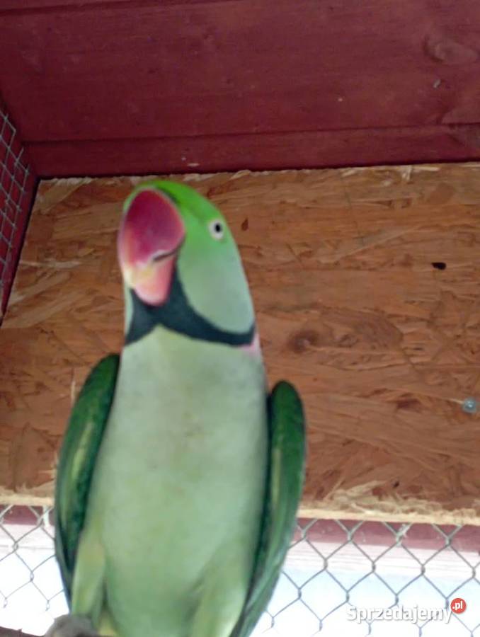 Aleksandretta wielka samiec oswojony Wrzesiny - Sprzedajemy.pl