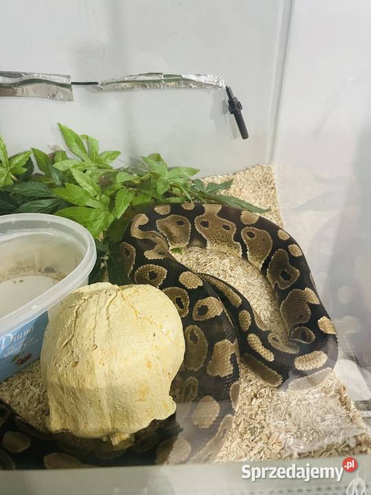 Pyton królewski samiec wraz z terrarium 80x50x40 Ostrołęka - Sprzedajemy.pl