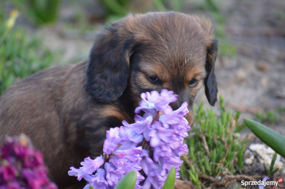 Jamnik długowłosy miniaturowy Bojanowo - Sprzedajemy.pl