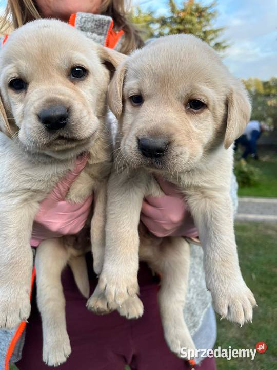 Labrador Retriver 4 suczki i 2 psy Nowe Grabie - Sprzedajemy.pl