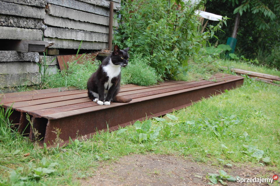 Dwuteownik stalowy INP 140 długość 6,20m cena 2,0/kg Tuliszów ...
