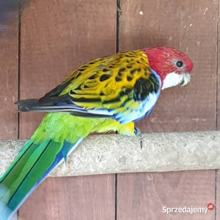 Rozella białolica para lęgowa Wrocław - Sprzedajemy.pl