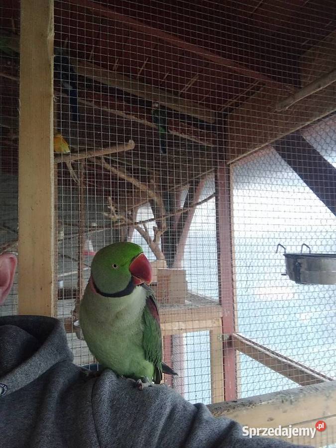 Aleksandretta wielka samiec oswojony Wrzesiny - Sprzedajemy.pl